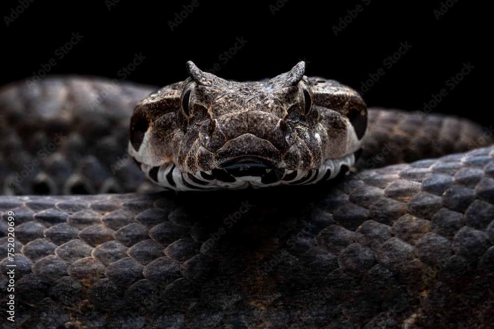 The Death Adder snake (Acanthophis antarticus) native to Australia, is ...