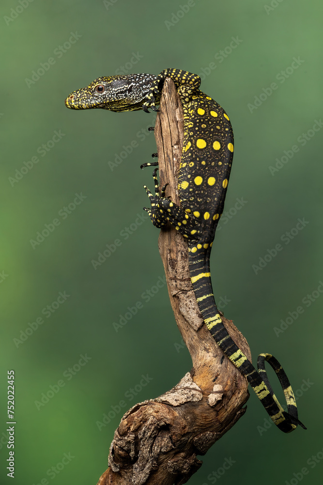 The Crocodile Monitor or Papuan Monitor or Salvadori's Monitor (Varanus ...