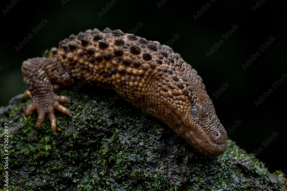 Earless Monitor Lizard (Lanthanotus borneensis) is a species of lizard ...