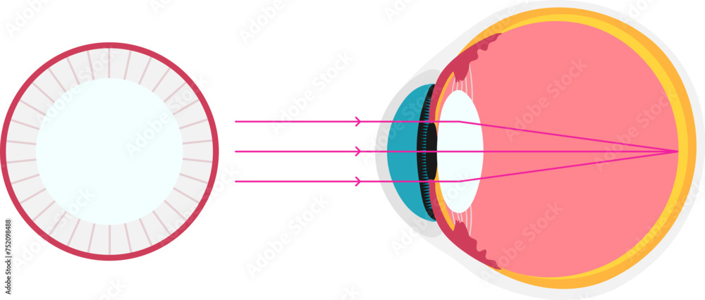 eye academic diagram structure anatomy Stock Vector | Adobe Stock