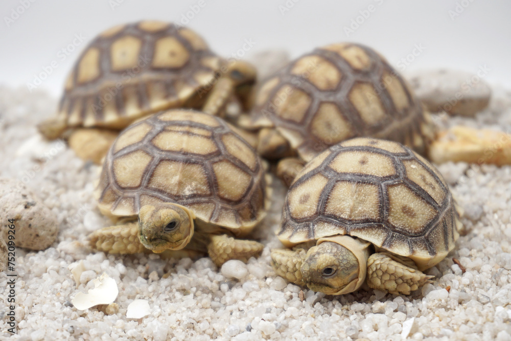 African Sulcata Tortoise Natural Habitat,Close up African spurred ...