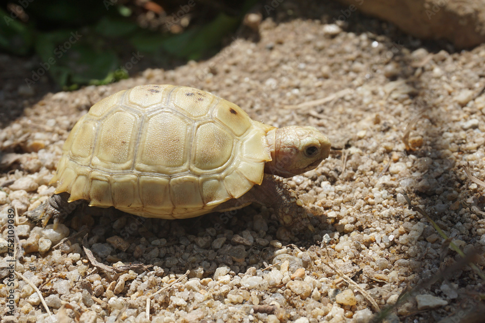 Elongated tortoise in the nature, Indotestudo elongata ,Tortoise ...