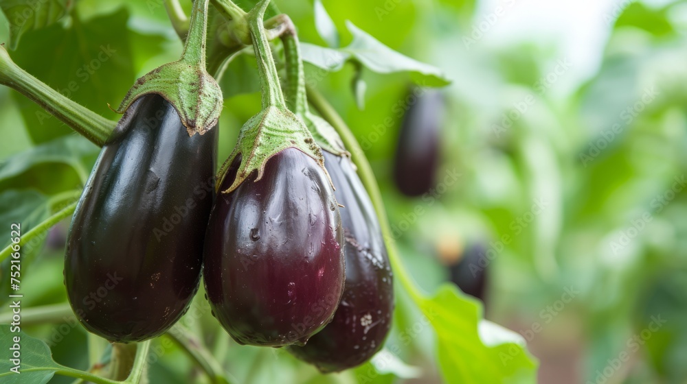 Growing eggplant harvest and producing vegetables cultivation. Concept ...