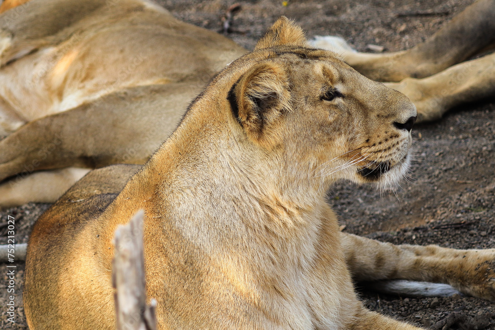 beautiful Asiatic Lion portrait in Gir Forest National Park, Gir ...