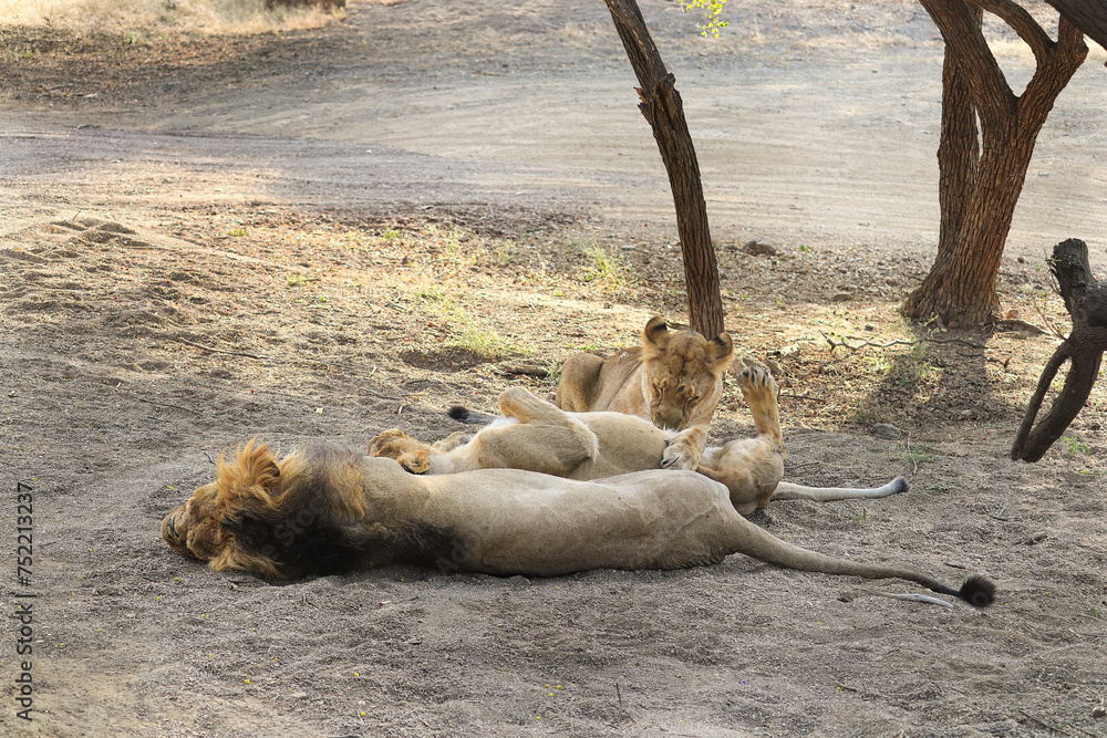 Asiatic Lion family Lion in Gir Forest National Park, Gir Sanctuary ...