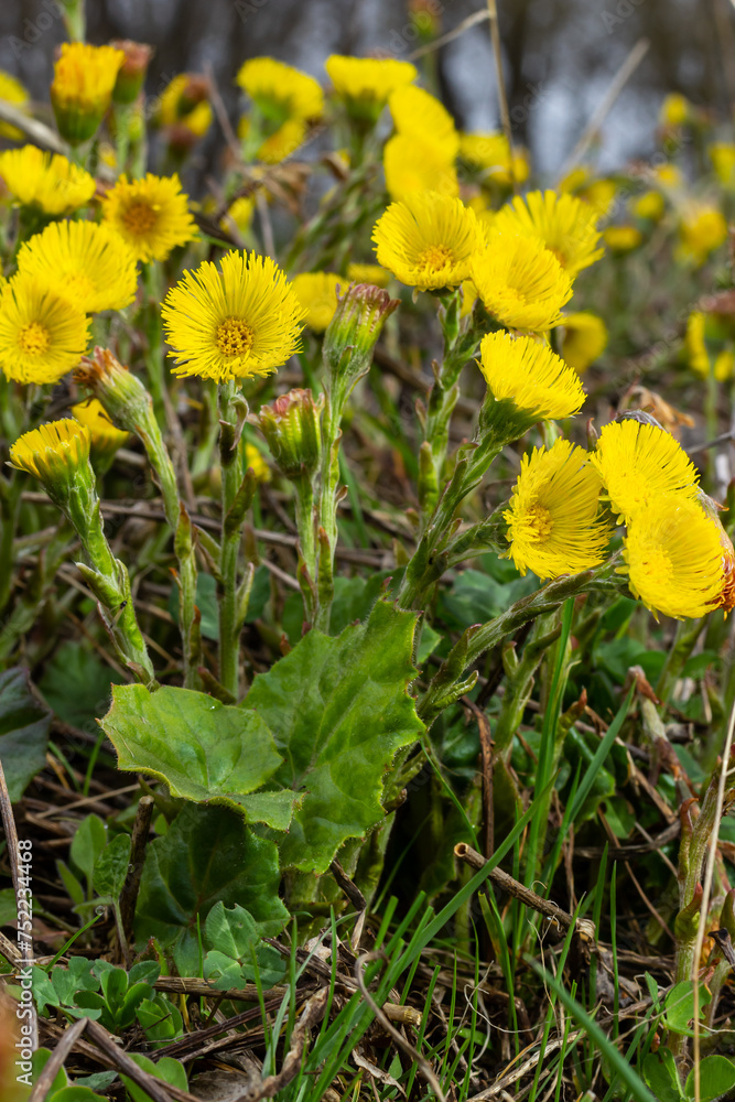 Coltsfoot or foalfoot medicinal wild herb. Farfara Tussilago plant ...