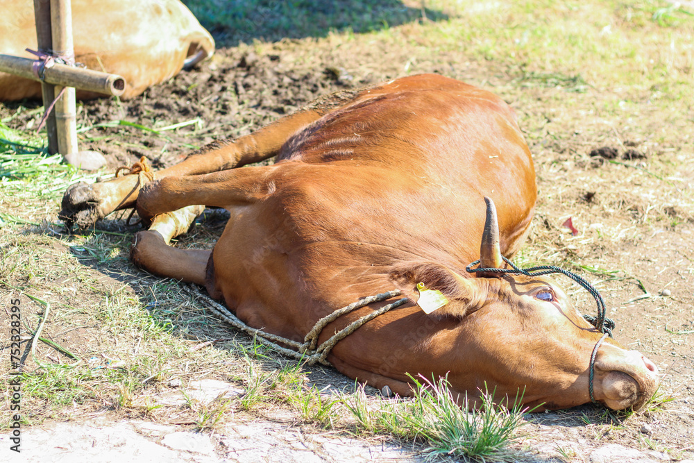 Foto de Tied cows ready to be slaughtered for sacrifice as part of the ...