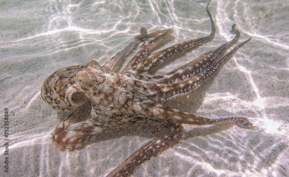 Octopus swimming near corral reef in Indian Ocean. Watamu, Kenya. Stock ...