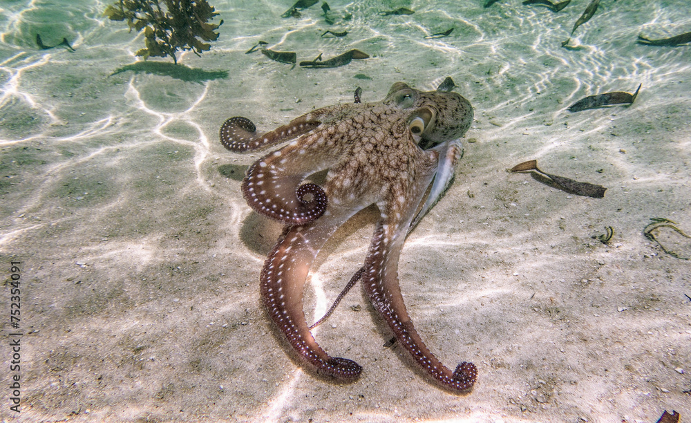 Octopus swimming near corral reef in Indian Ocean. Watamu, Kenya ...