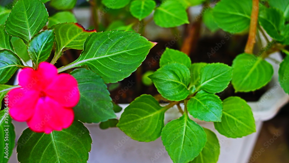 Balsaminaceae have irregular flowers, with five petals. There are lots ...