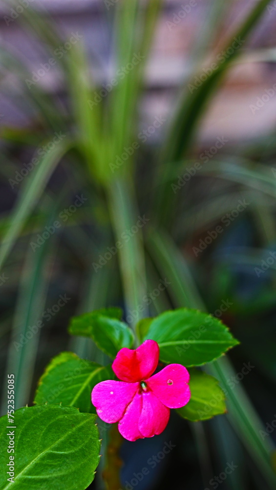 Balsaminaceae have irregular flowers, with five petals. There are lots ...