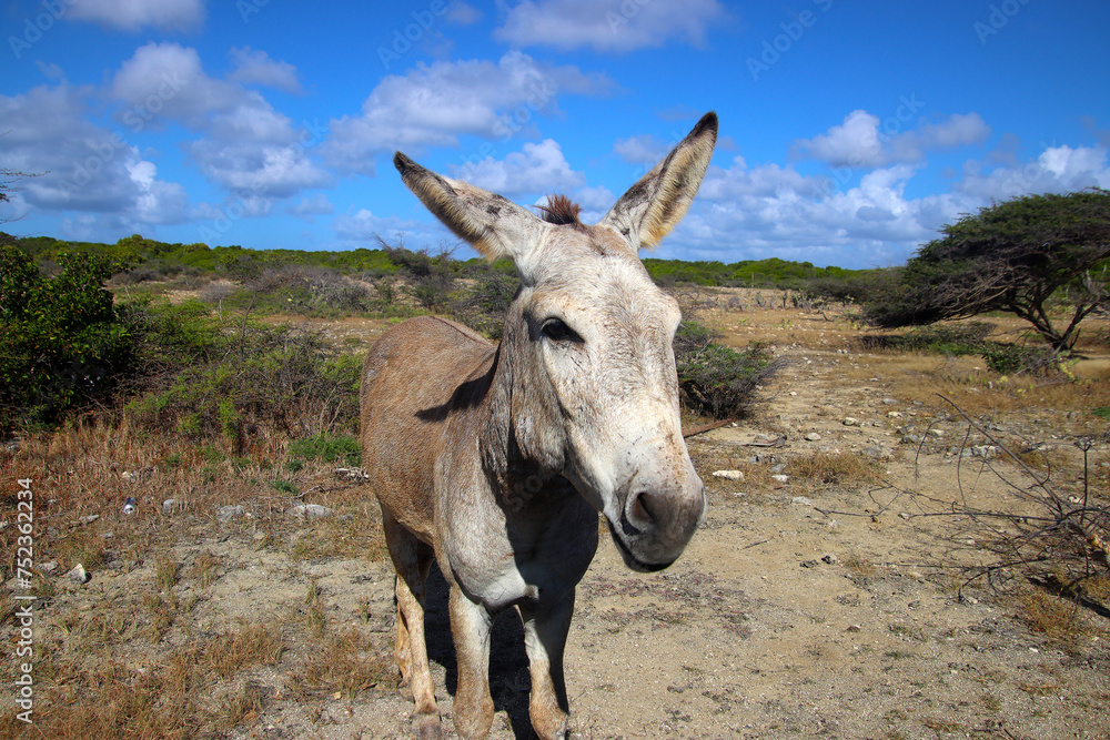Wild cute feral donkey begging for food, Bonaire Island, Caribbean ...