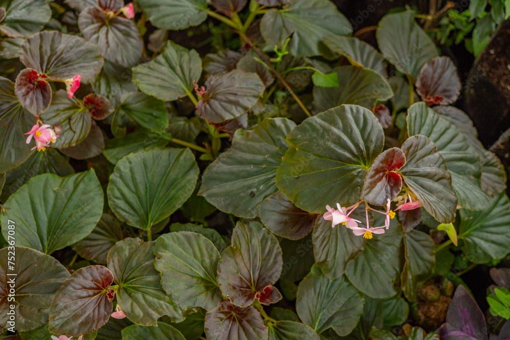 Little pink flower Begonia sparreana on the green garden. Photo is ...