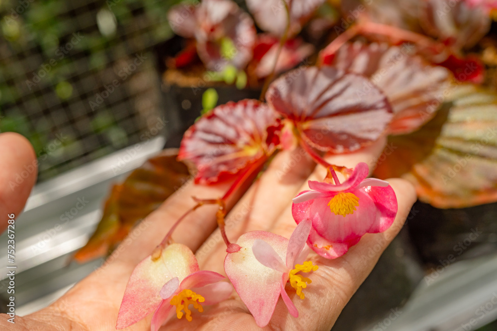 Little pink flower Begonia sparreana on the green garden. Photo is ...