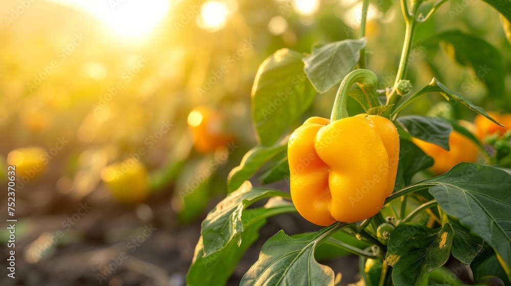 Growing yellow bell pepper harvest and producing vegetables cultivation ...