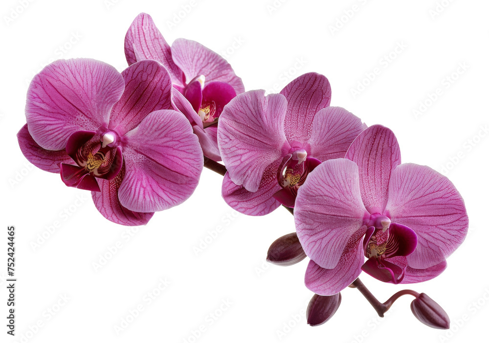 Cluster of pink orchids on transparent background - stock png. Stock ...