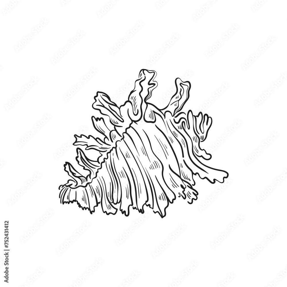 Hand-drawn, engraved line illustrations of realistic mollusk shells in ...