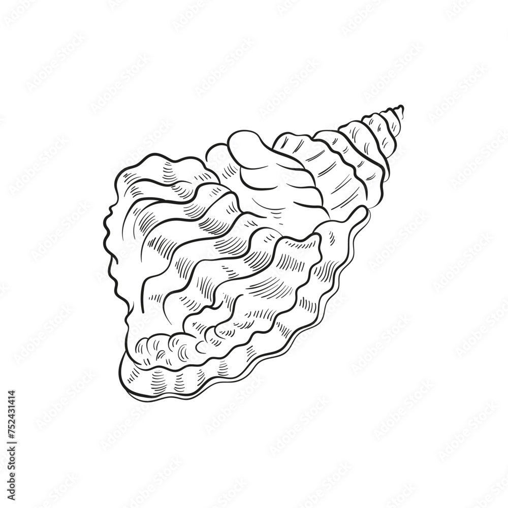 Hand-drawn, engraved line illustrations of realistic mollusk shells in ...