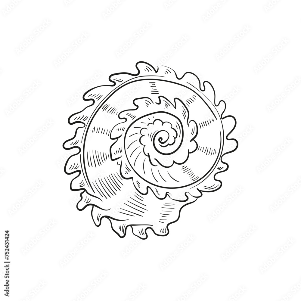 Hand-drawn, engraved line illustrations of realistic mollusk shells in ...