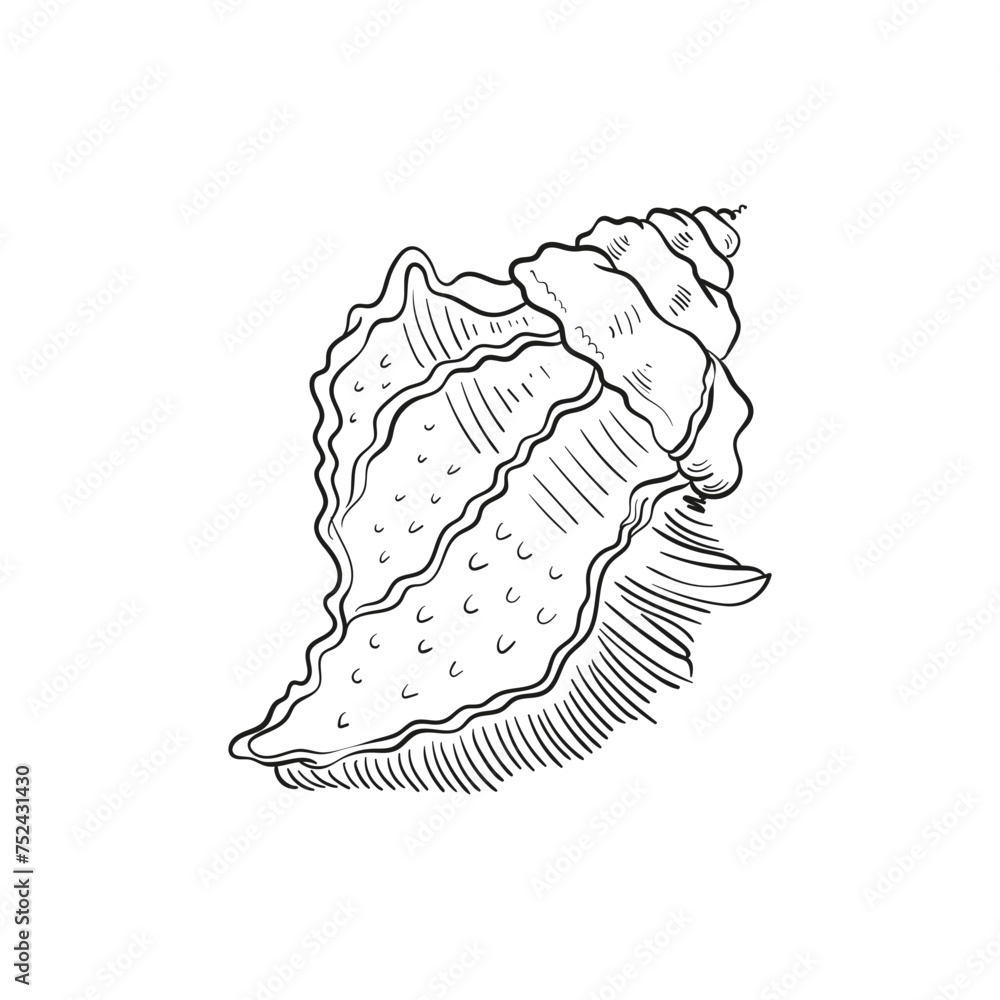 Hand-drawn, engraved line illustrations of realistic mollusk shells in ...