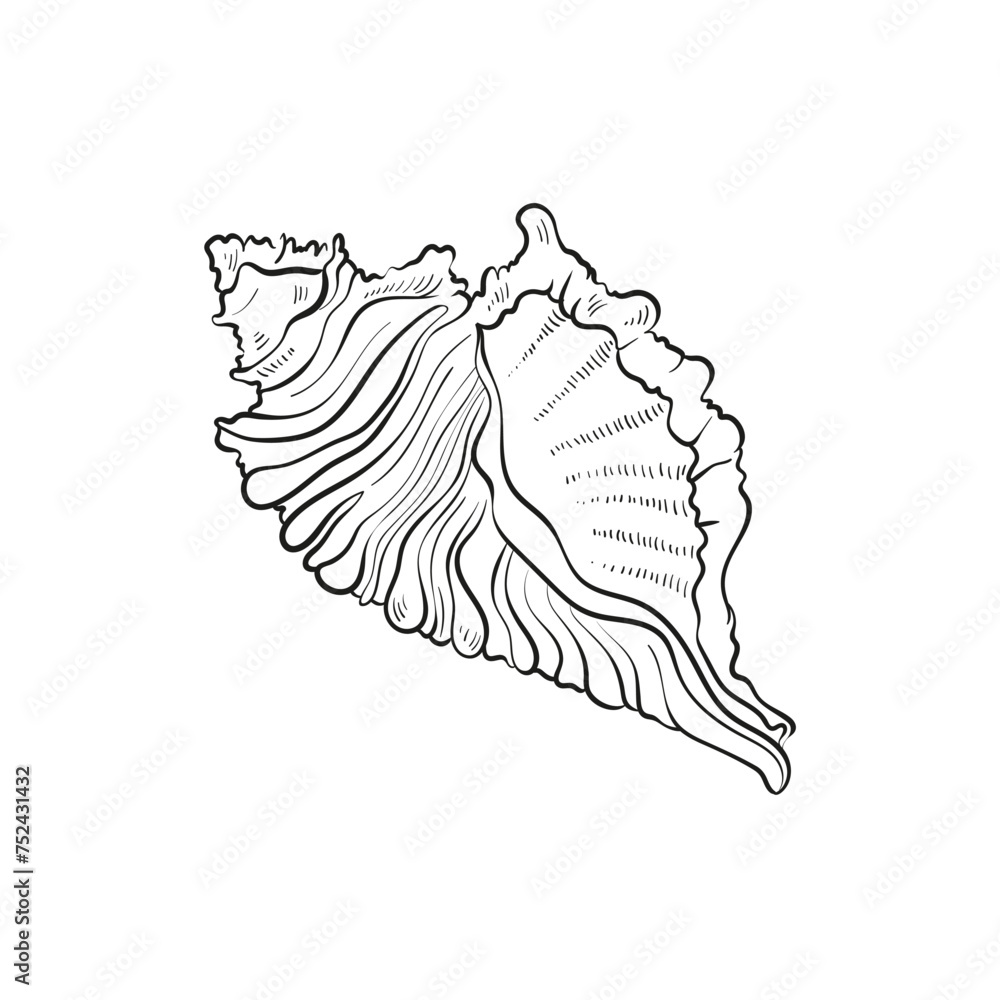 Hand-drawn, engraved line illustrations of realistic mollusk shells in ...