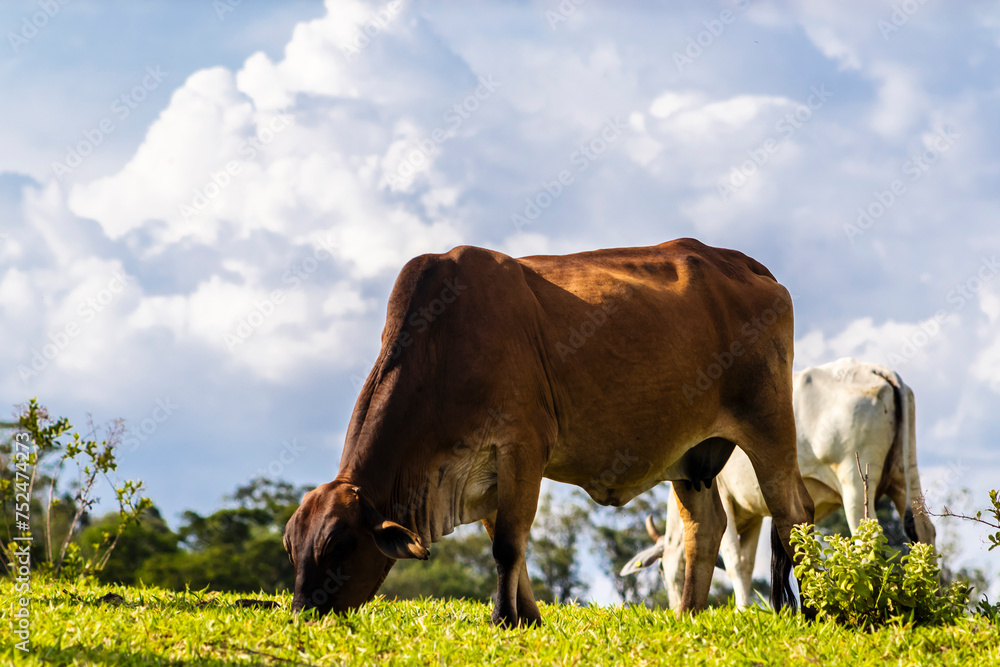 recipient cow used in artificial insemination in a pasture area of a ...