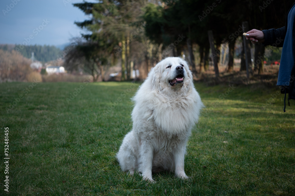 The Pyrenean Mountain Dog is a breed of livestock guardian dog from ...