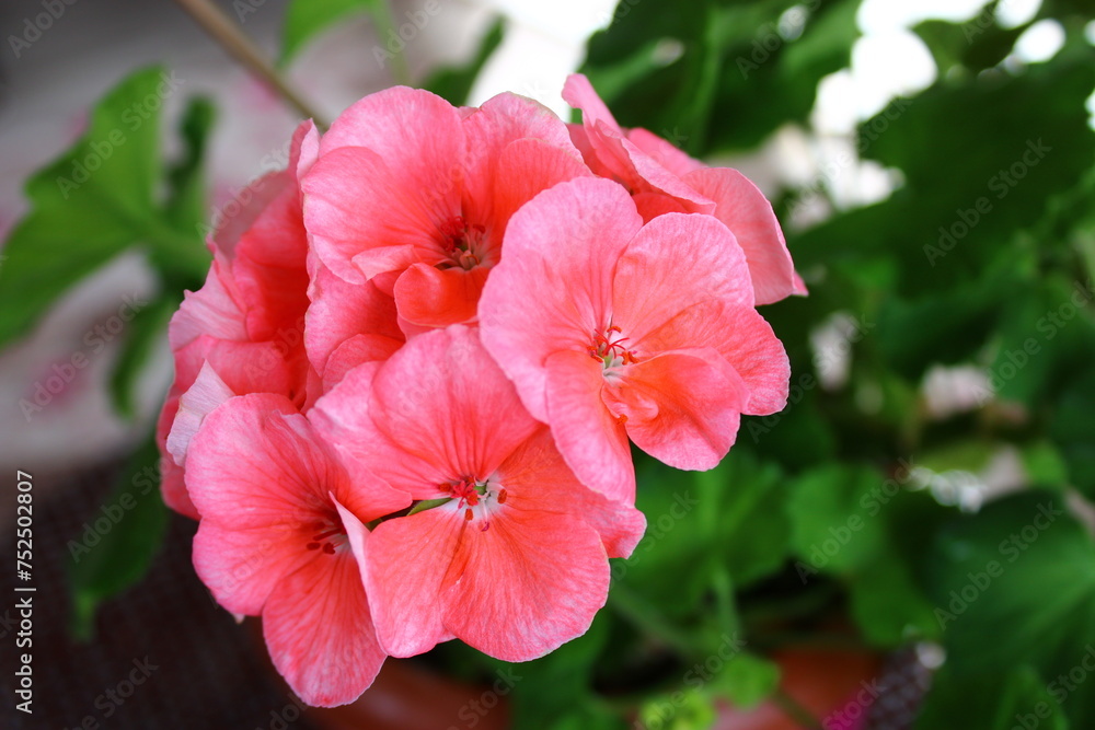 Pelargonium hortorum, commonly called zonal geranium, or garden ...