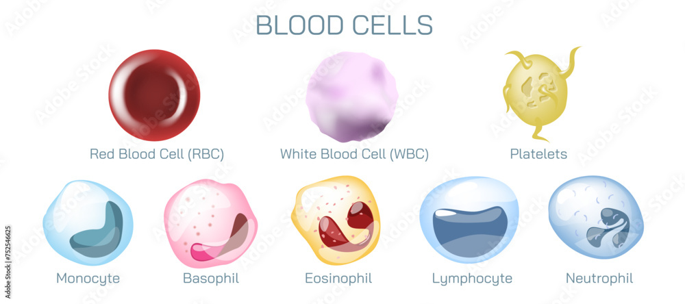 Blood cells. Blood contains many types of cells: white blood cells ...