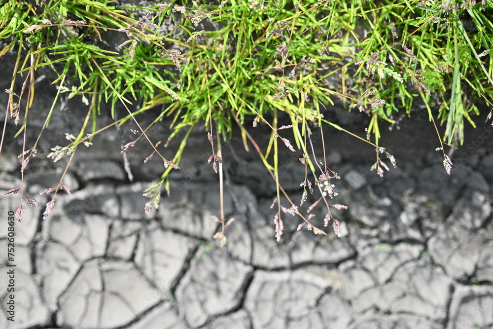 concept of man's impact on the land, half arid soil half green grass ...