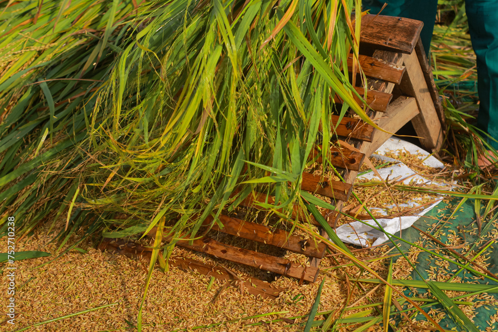 The process of separating the rice seeds from the stalks in the ...
