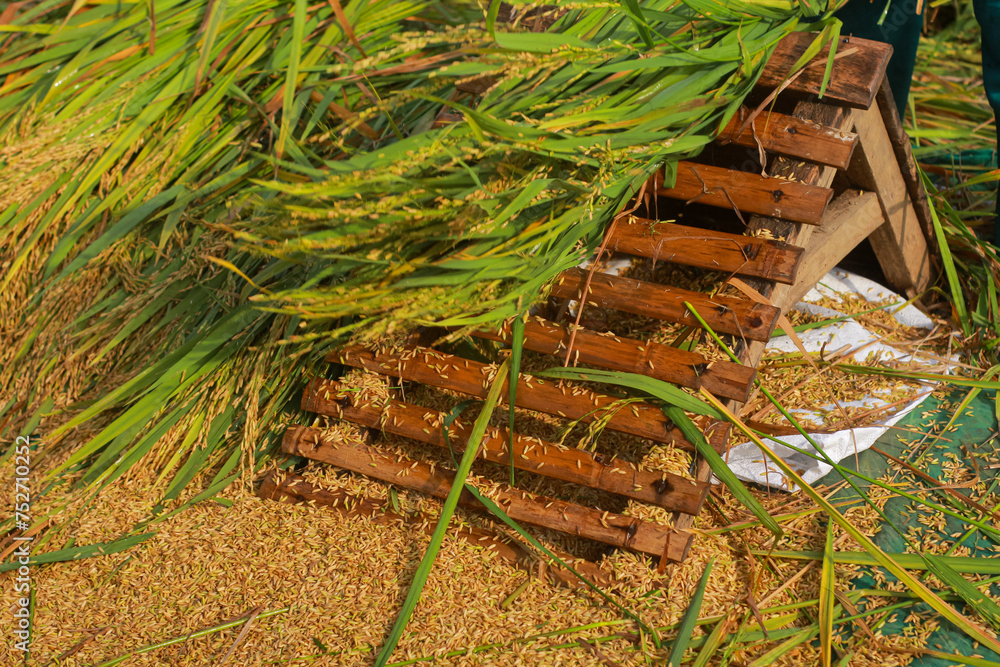 The process of separating the rice seeds from the stalks in the ...