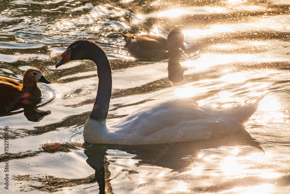 The black-necked swan, Cygnus melancoryphus, is a swan that is the ...