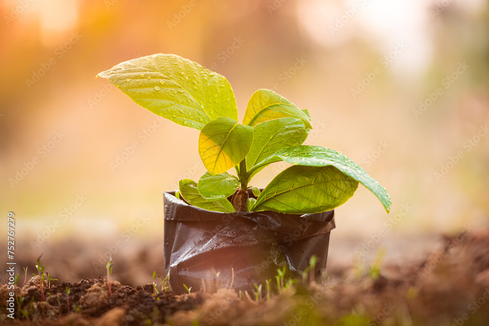 Young teak tree growing in yellow sunlight with dew drops on their ...