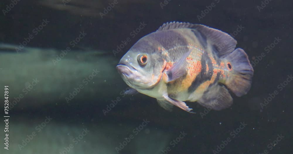 This footage captures the tranquil movements of an Oscar fish, a ...