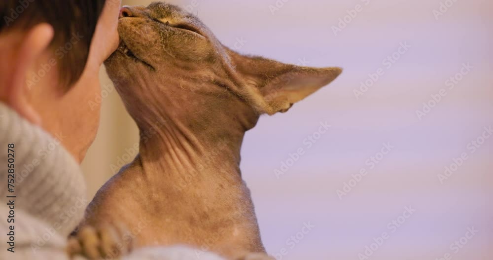 In this captivating slow-motion footage, a Sphynx cat is held close in ...