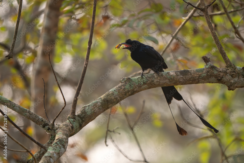 Greater Racket-tailed Drongo - Dicrurus paradiseus, iconic black ...