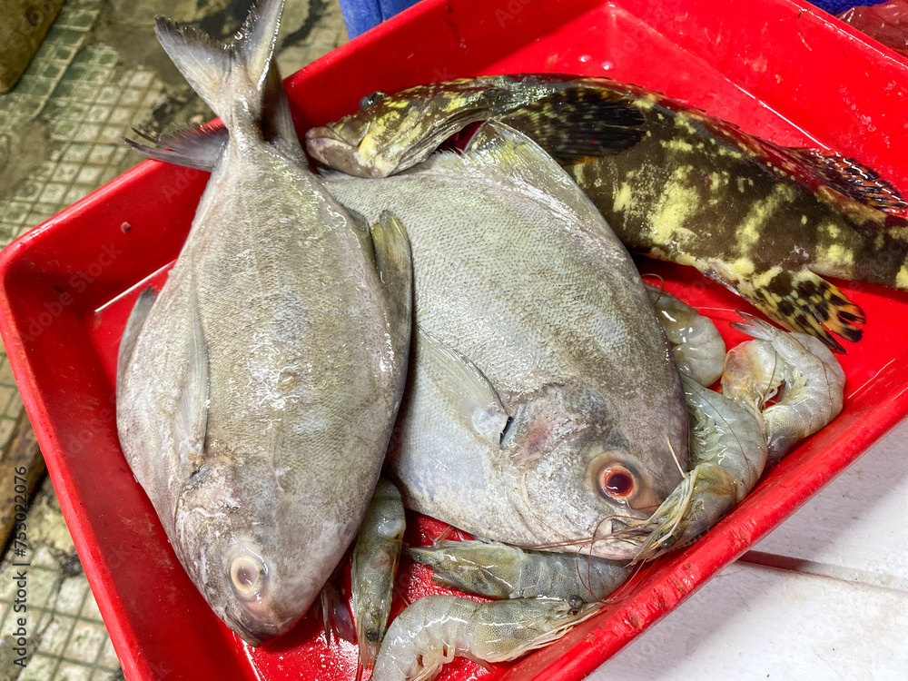 Variety of raw fresh fish. Whole snapper and grouper, fillet of salmon ...