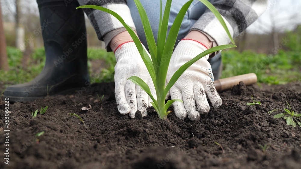 farmer digs ground with shovel, shovel, hands planting green sprout ...