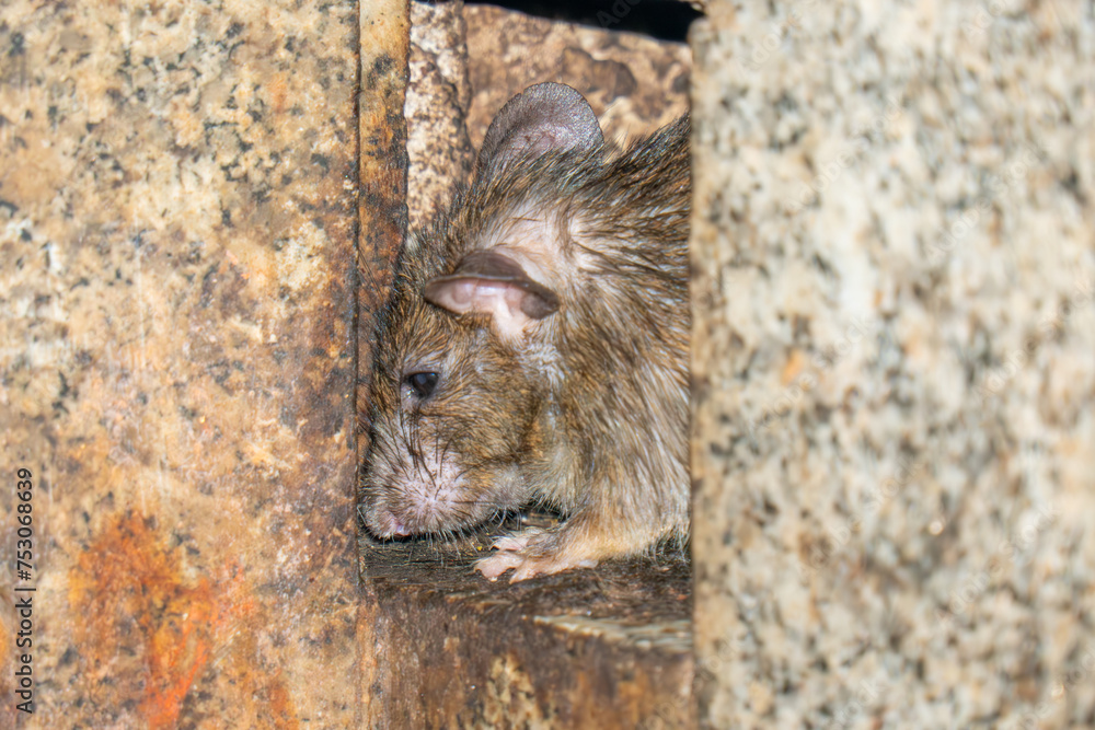 Rats drinking milk provided at Karni Mata, Rat Temple, Deshnoke near ...