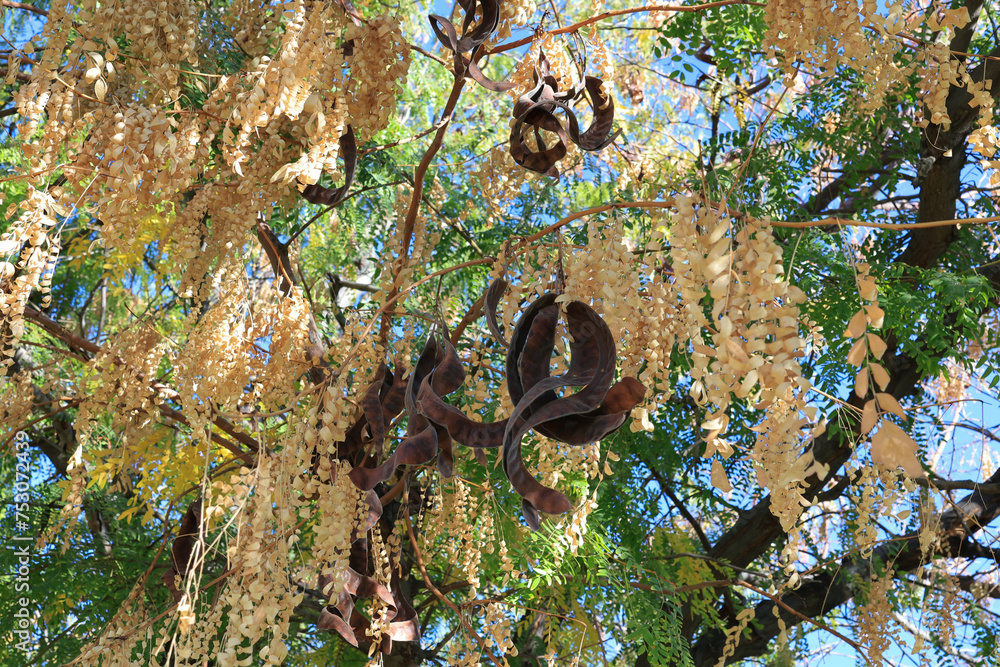 Crown of Honey locust tree also known as Gleditsia triacanthos in ...