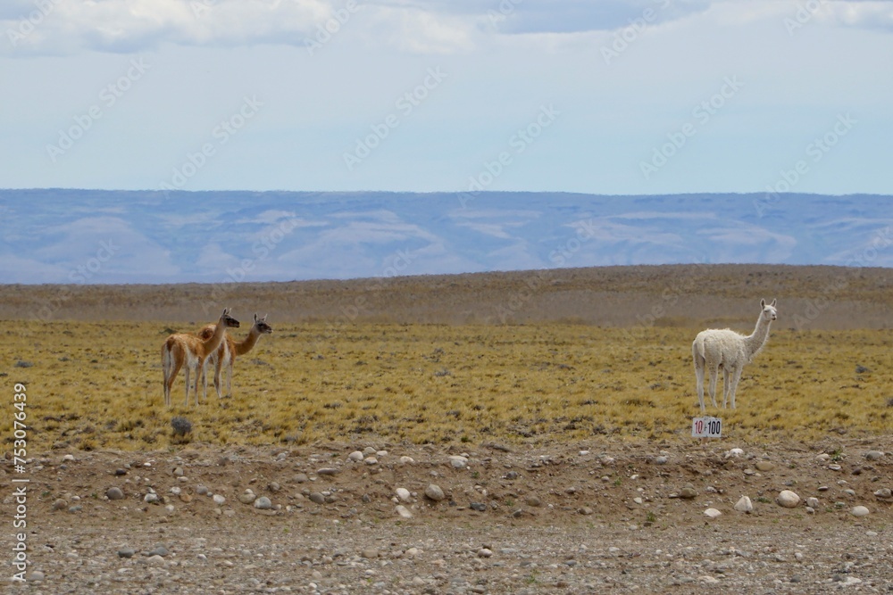 Andean Albino Guanaco, (Lama guanicoe) camelid native to South America ...