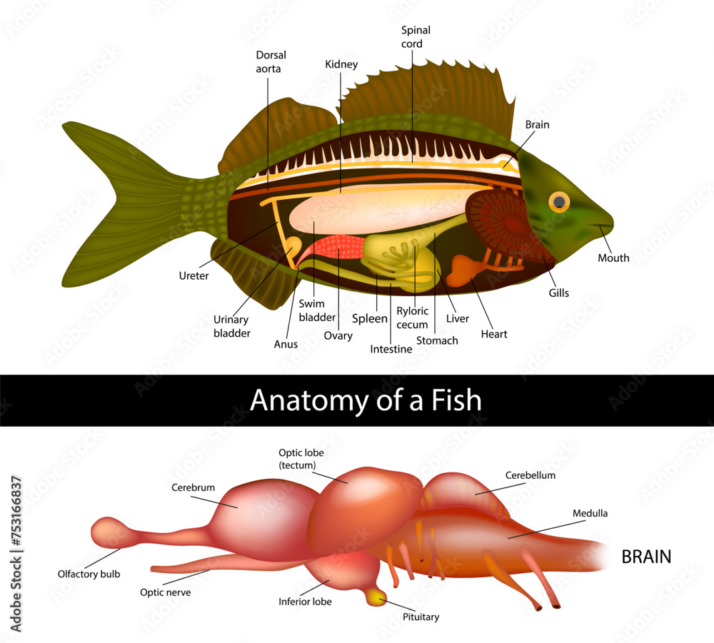 Anatomy of a fish brain of primitive fish. Fish internal organs. Vector ...