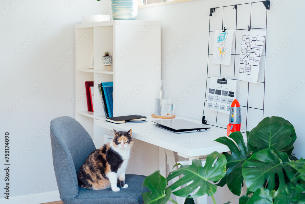 Cat pet sitting on the chair in modern cozy light workplace - bookcase ...