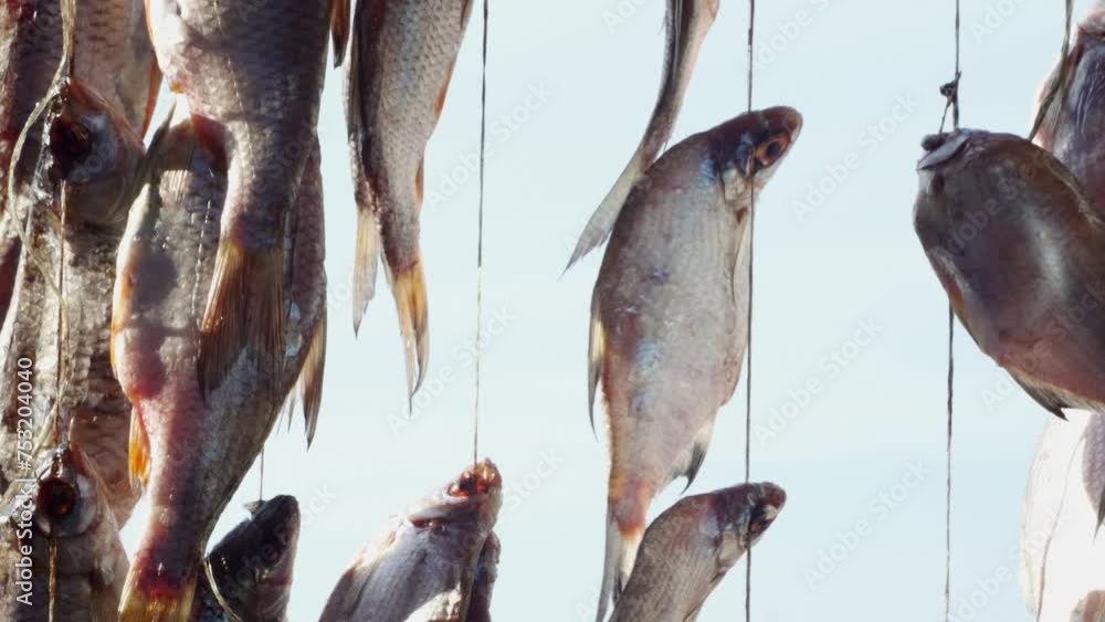 Bunches of dried crucian carp on threads against the background of a ...