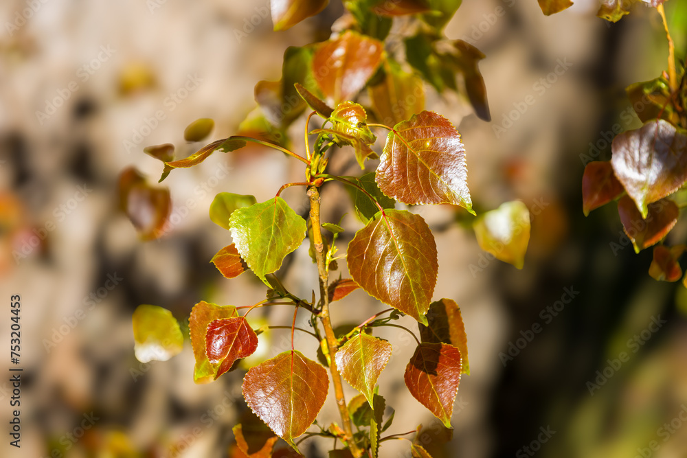 Spring and new life concept for natural design. Branch with young brown ...