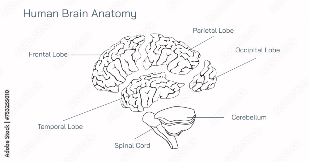 Human Brain Anatomy and How the Brain Works vector illustration ...