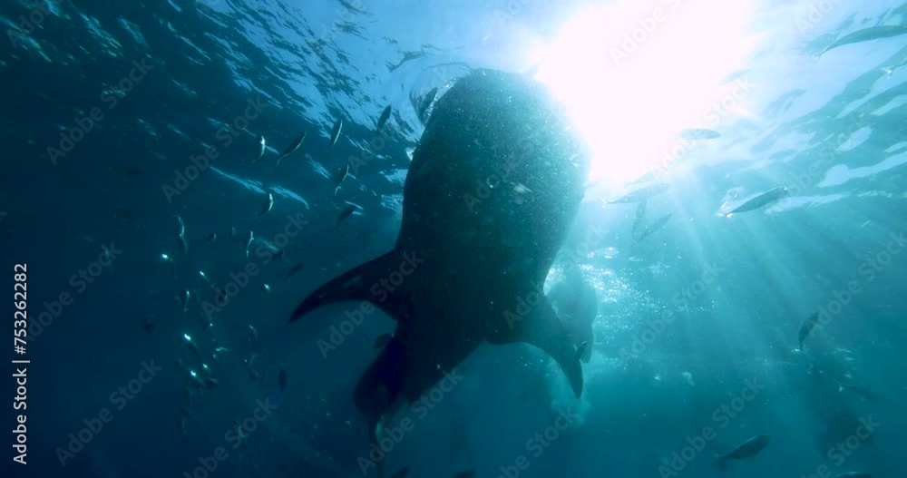 A whale shark swims towards the camera with its mouth wide open. Around the shark swims a large ...