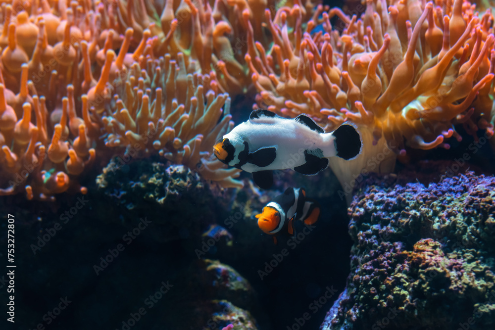 Frostbite Ocellaris Clownfish (Amphiprion ocellaris) - Aquarium fish ...