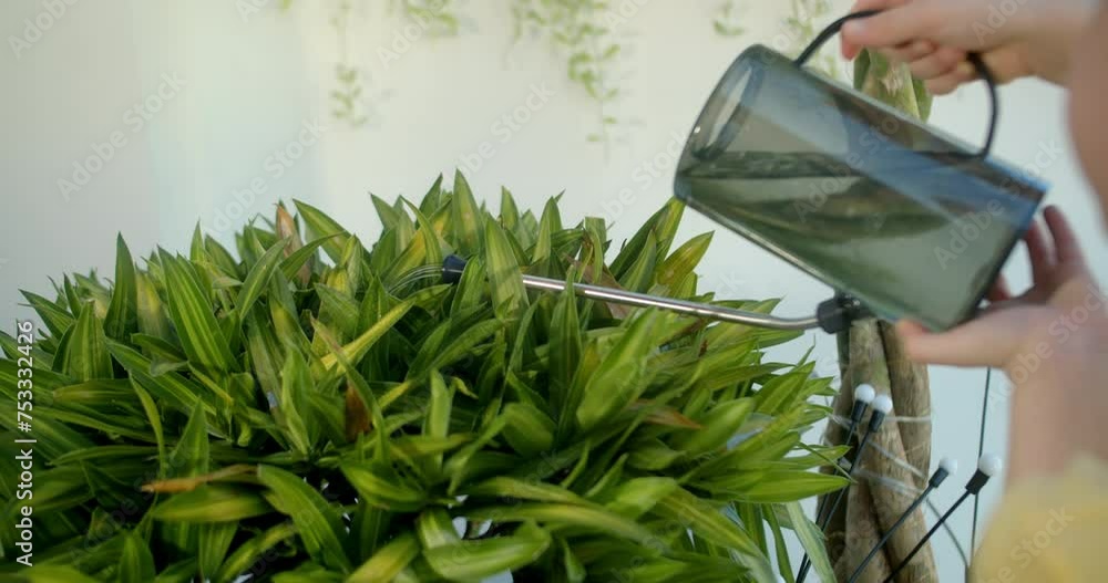 Back view of child is watering a potted indoor plant, taking care of ...